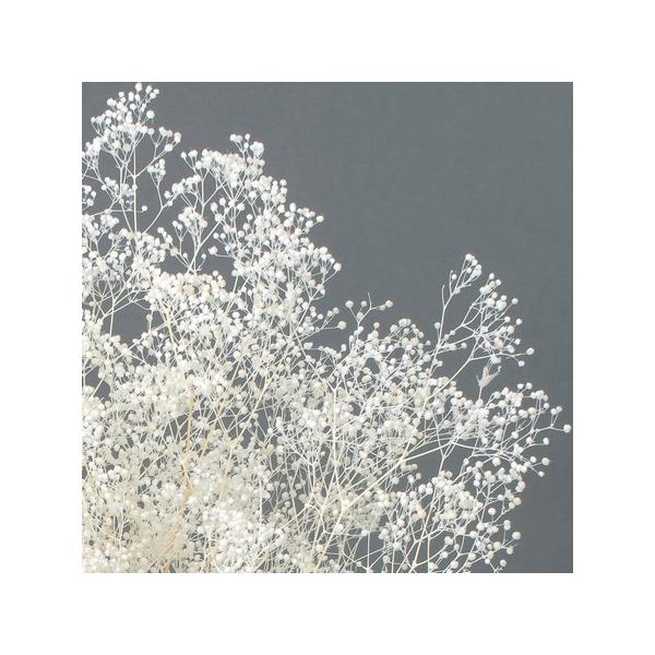 【商品番号：028-01847】/【VAR：77116】date20231027/00010-010/bk-4006プリザーブドフラワー花材 カスミ草【大地農園】