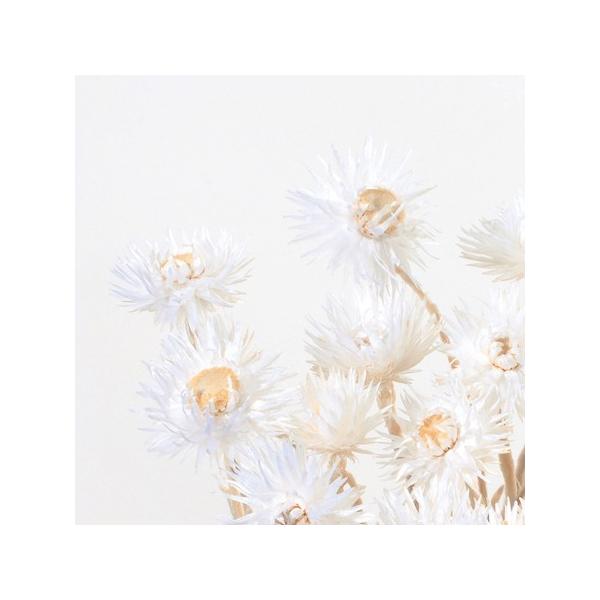 【商品番号：028-01861】/【VAR：25765】date20231027/32001-011/bk-502ドライフラワー花材 シルバーデージー【大地農園】