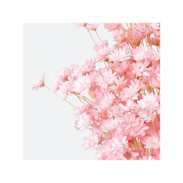 【商品番号：028-01875】/【VAR：77117】date20231027/30191-101/milkypinkドライフラワー花材 スターフラワー【大地農園】