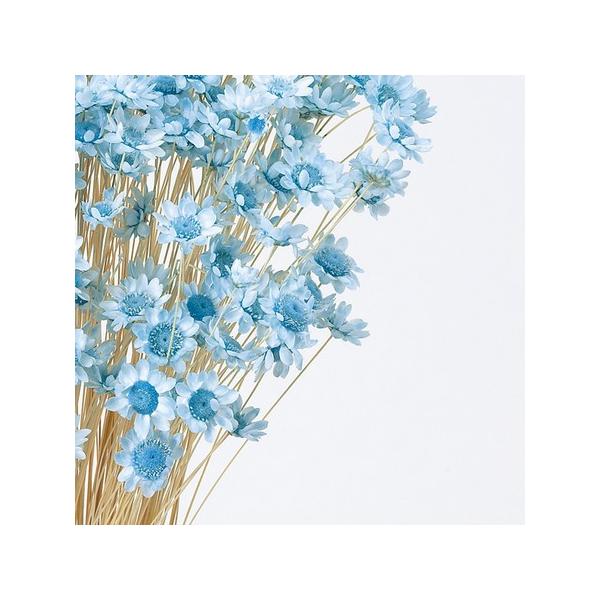 【商品番号：028-01880】/【VAR：77117】date20231027/30191-621ドライフラワー花材 スターフラワー【大地農園】