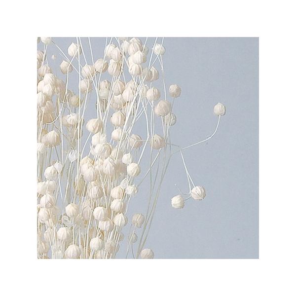 【商品番号：028-01882】/【VAR：4529】date20231027/35010-011ドライフラワー花材 その他ドライフラワー