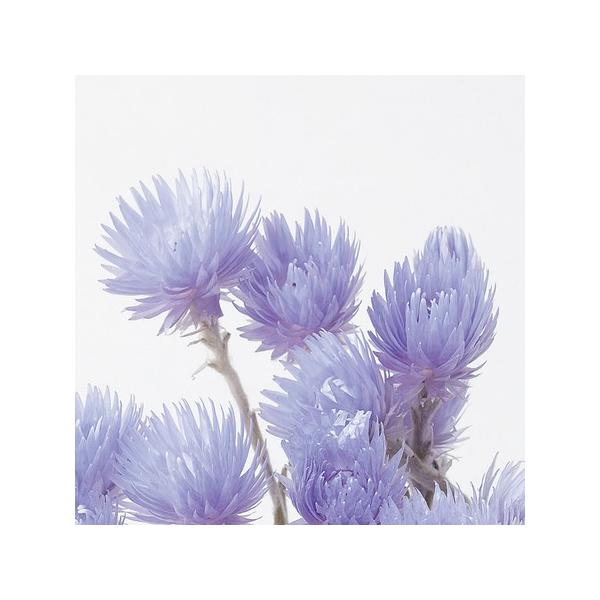 【商品番号：028-01883】/【VAR：77118】date20231027/32001-410ドライフラワー花材 シルバーデージー【大地農園】