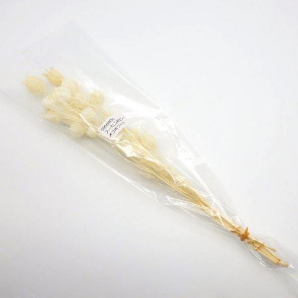 【商品番号：028-01892】/【VAR：1626】date20231027/10060-011/ニゲラ/bk-502ドライフラワー花材 ニゲラ【大地農園】