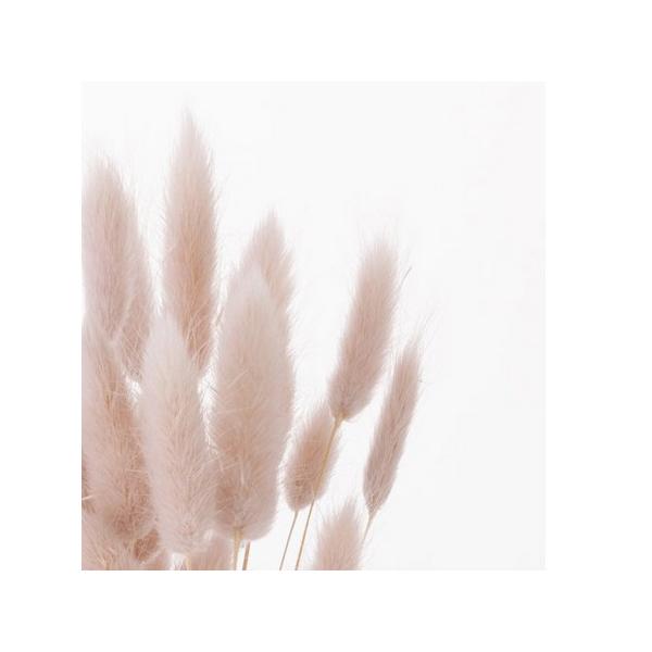 【商品番号：028-01894】/【VAR：4552】date20231027/42050-081/milkypinkドライフラワー花材 ラグラス