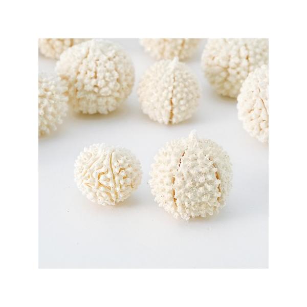 【商品番号：028-01909】/【VAR：】date20231027/22850-011ドライ実物＆フルーツ 木の実【大地農園】