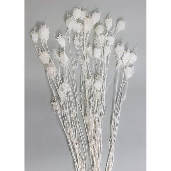 【商品番号：028-01978】/【VAR：】date20240130/bk-502ドライフラワー花材 ニゲラ【ヴェルディッシモ】