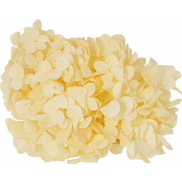 【商品番号：028-01991】/【VAR：27658】date20240504プリザーブドフラワー花材 アジサイ【GARDEN PALETTE MONO】