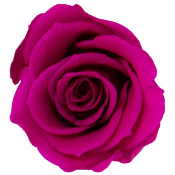 【商品番号：028-01996】/【VAR：67605】date20240610プリザーブドフラワー花材 バラ（ローズ）【GARDEN PALETTE MONO】