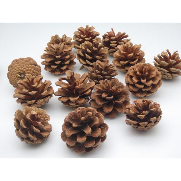 【商品番号：028-02024】/【VAR：81385】date20241015ドライ実物＆フルーツ 松かさ、から松