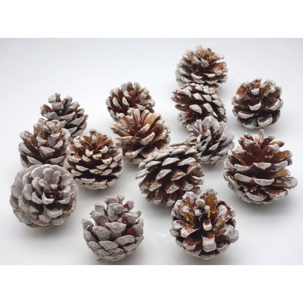 【商品番号：028-02025】/【VAR：81385】date20241015ドライ実物＆フルーツ 松かさ、から松