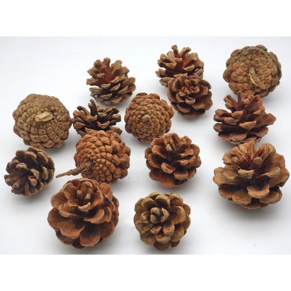 【商品番号：028-02026】/【VAR：81385】date20241015ドライ実物＆フルーツ 松かさ、から松