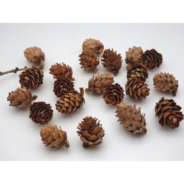 【商品番号：028-02030】/【VAR：81386】date20241015ドライ実物＆フルーツ 松かさ、から松