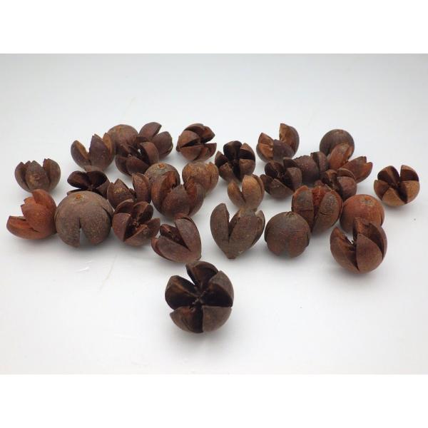 【商品番号：028-02032】/【VAR：81387】date20241015ドライ実物＆フルーツ 木の実