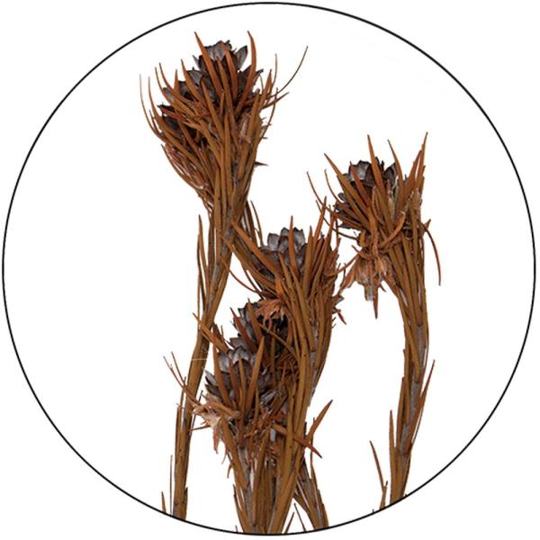 【商品番号：028-02048】/【VAR：81390】date20241015ドライフラワー花材 その他ドライフラワー