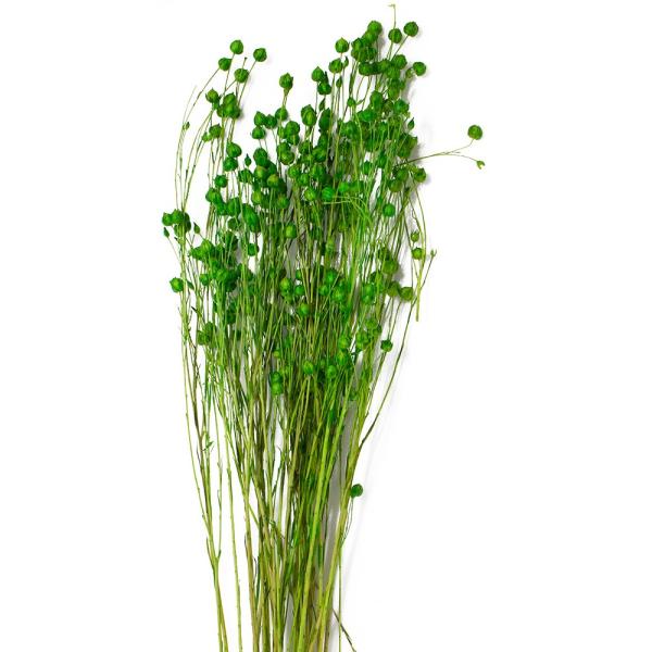 【商品番号：028-02050】/【VAR：81391】date20241015ドライフラワー花材 その他ドライフラワー