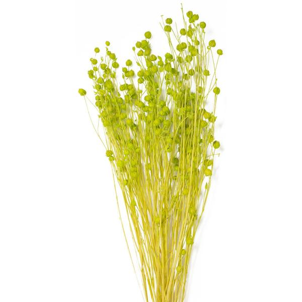 【商品番号：028-02051】/【VAR：81391】date20241015ドライフラワー花材 その他ドライフラワー