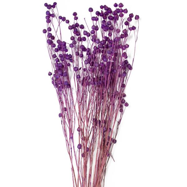 【商品番号：028-02056】/【VAR：81391】date20241015ドライフラワー花材 その他ドライフラワー