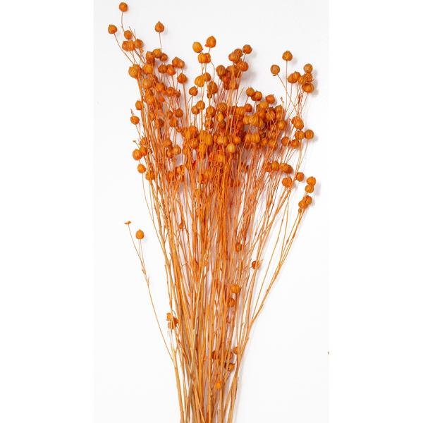【商品番号：028-02057】/【VAR：81391】date20241015ドライフラワー花材 その他ドライフラワー