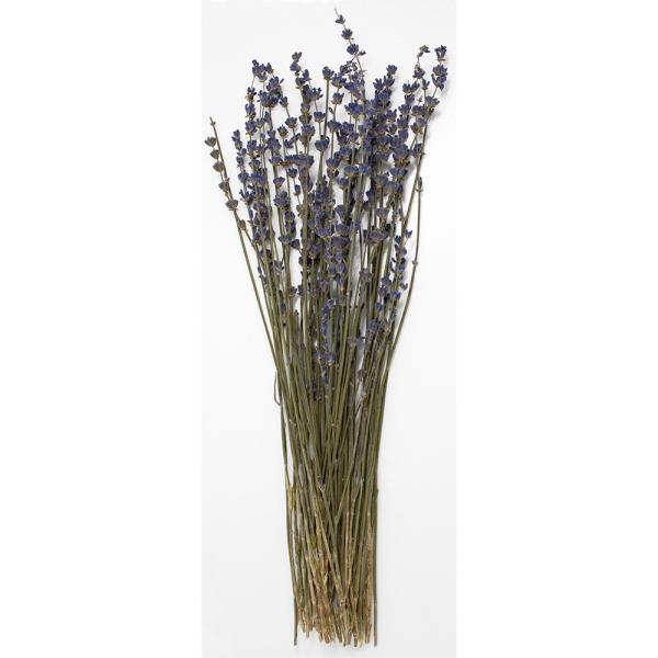 【商品番号：028-02069】/【VAR：】date20241015ドライフラワー花材 ラベンダー