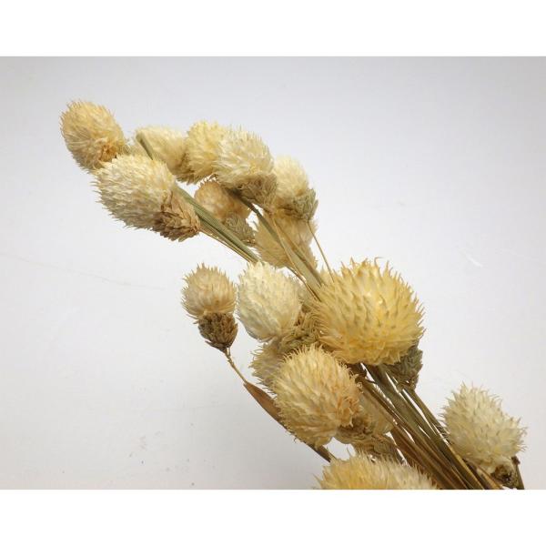 【商品番号：028-02077】/【VAR：81393】date20241015ドライフラワー花材 センニチコウ（千日紅）