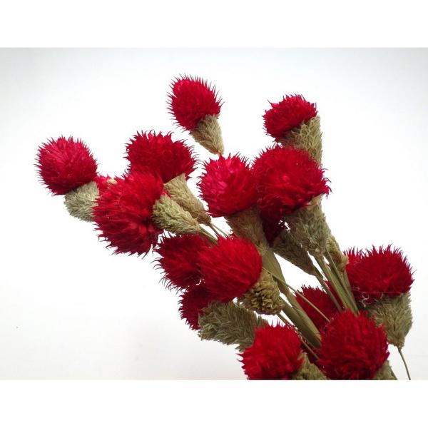 【商品番号：028-02078】/【VAR：81393】date20241015ドライフラワー花材 センニチコウ（千日紅）