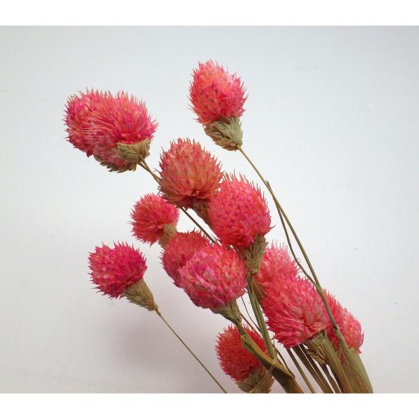 【商品番号：028-02079】/【VAR：81393】date20241015ドライフラワー花材 センニチコウ（千日紅）