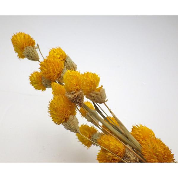 【商品番号：028-02081】/【VAR：81393】date20241015ドライフラワー花材 センニチコウ（千日紅）