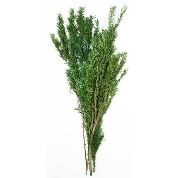 【商品番号：028-02087】/【VAR：27727】date20241015プリザーブドグリーン 葉物【GARDEN PALETTE MONO】