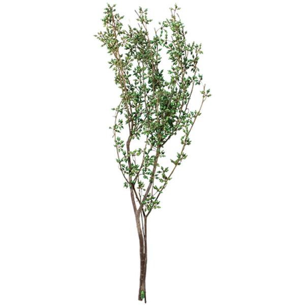 【商品番号：028-02089】/【VAR：81396】date20241015ドライ葉物 その他