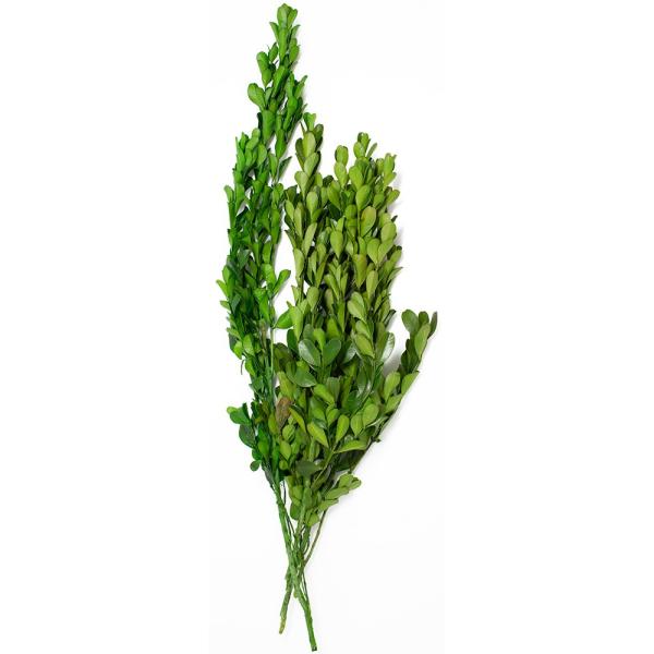 【商品番号：028-02108】/【VAR：81400】date20241015プリザーブドグリーン 葉物