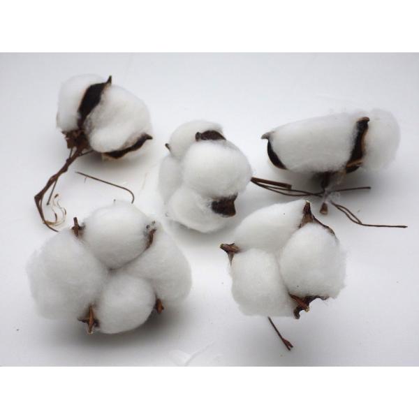 【商品番号：028-02118】/【VAR：】date20241015ドライ枝物 コットンフラワー（綿）【GARDEN PALETTE MONO】