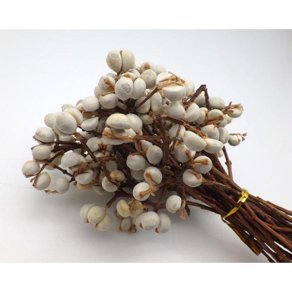 【商品番号：028-02190】/【VAR：81414】date20241202ドライ実物＆フルーツ 木の実【GARDEN PALETTE MONO】