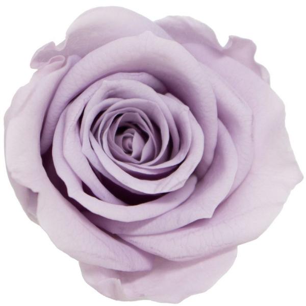 【商品番号：028-02259】/【VAR：27730】date20250303プリザーブドフラワー花材 バラ（ローズ）【GARDEN PALETTE MONO】