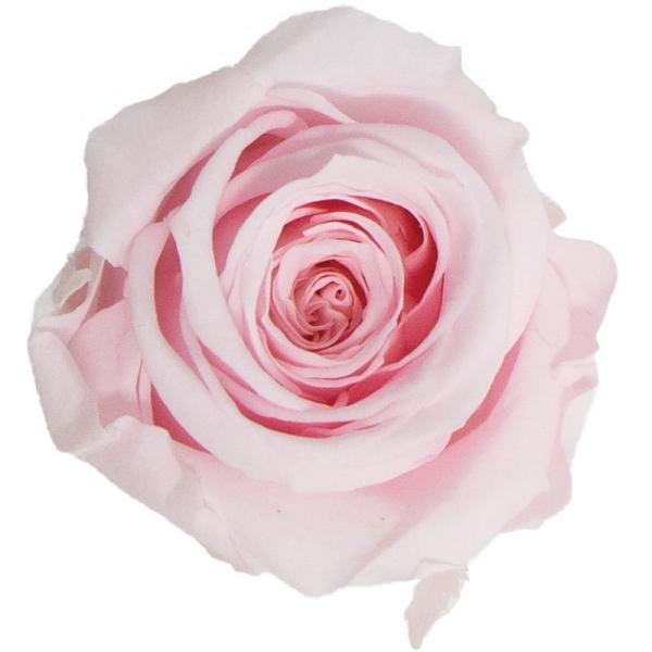 【商品番号：028-02261】/【VAR：81398】date20250303プリザーブドフラワー花材 バラ（ローズ）【GARDEN PALETTE MONO】