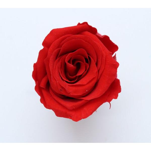 【商品番号：028-02269】/【VAR：29739】date20250418プリザーブドフラワー花材 バラ（ローズ）【GARDEN PALETTE MONO】