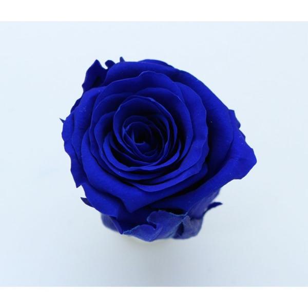 【商品番号：028-02278】/【VAR：84075】date20250418プリザーブドフラワー花材 バラ（ローズ）【GARDEN PALETTE MONO】