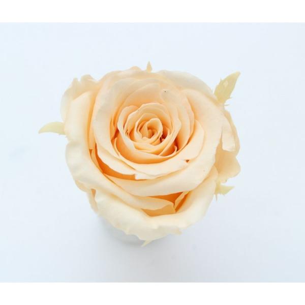 【商品番号：028-02280】/【VAR：84075】date20250418プリザーブドフラワー花材 バラ（ローズ）【GARDEN PALETTE MONO】