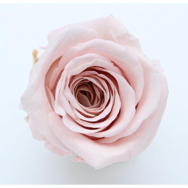 【商品番号：028-02283】/【VAR：84075】date20250418プリザーブドフラワー花材 バラ（ローズ）【GARDEN PALETTE MONO】