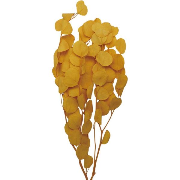 【商品番号：028-02315】/【VAR：88156】date20251016ドライ葉物 リーフ