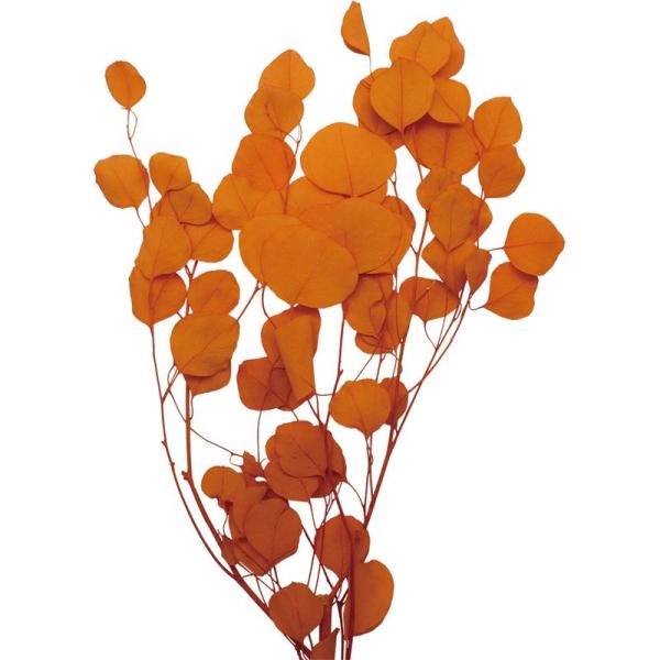 【商品番号：028-02316】/【VAR：88156】date20251016ドライ葉物 リーフ