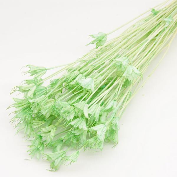 【商品番号：028-02335】/【VAR：88161】date20251016ドライフラワー花材 ニゲラ