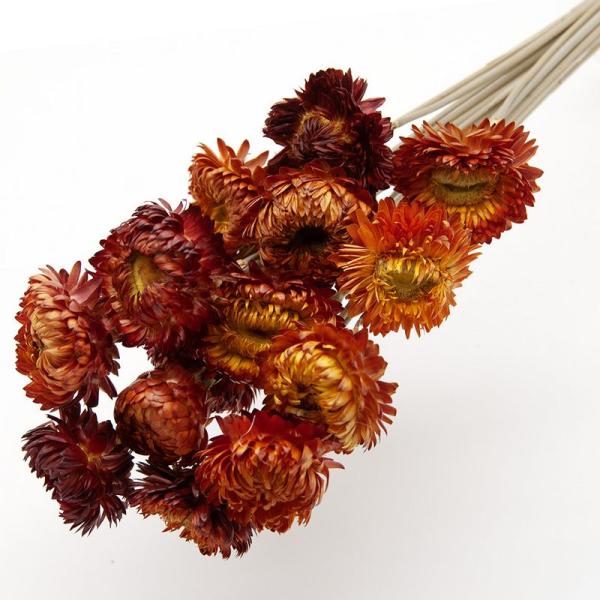 【商品番号：028-02336】/【VAR：88162】date20251016ドライフラワー花材 ヘリクリサム