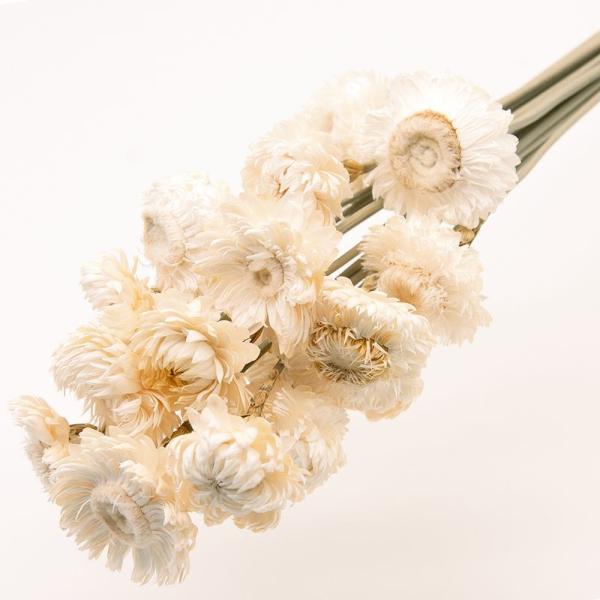 【商品番号：028-02337】/【VAR：88162】date20251016ドライフラワー花材 ヘリクリサム