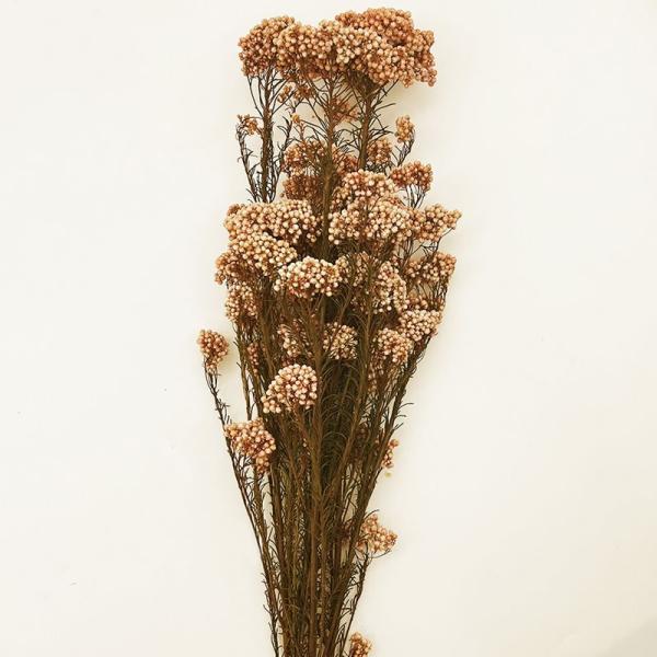 【商品番号：028-02348】/【VAR：】date20260228プリザーブドフラワー花材 小花【GARDEN PALETTE MONO】