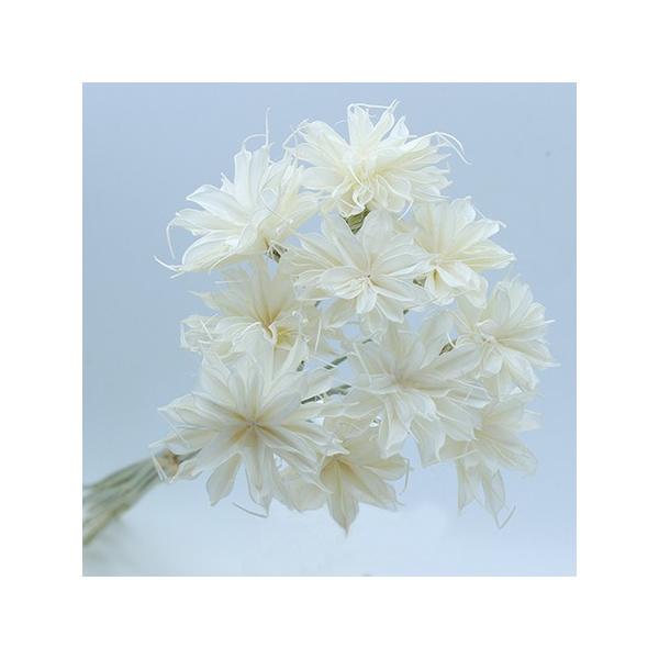 【商品番号：028-02364】【VAR：32375】date20260511 ドライフラワー花材 その他ドライフラワー