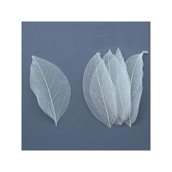 【商品番号：028-02369】【VAR：32370】date20260511 ドライ葉物 リーフ