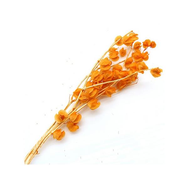 【商品番号：028-02386】【VAR：81469】date20260511 ドライ実物＆フルーツ その他
