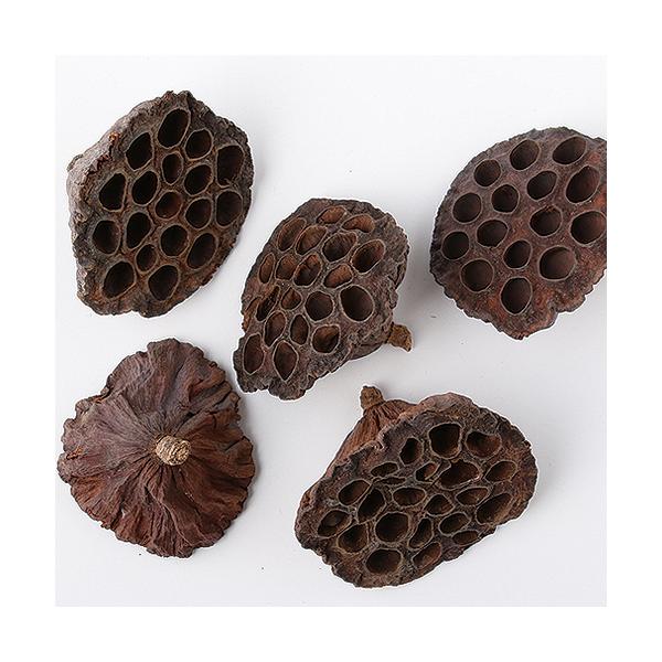 【商品番号：030-00477】/【VAR：8293】TOKA/66178/4940095661785/fun-01ドライ実物＆フルーツ 木の実【東花】