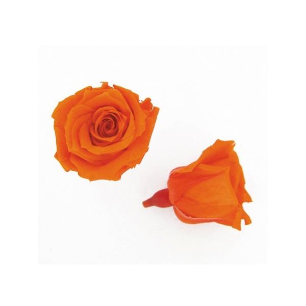 【商品番号：030-50143】/【VAR：2297】/DASFL050-29/4543567505299/16yes-011/psum-006/18hwdp1/hahanohi/bk-3001プリザーブドフラワー花材 バラ（ローズ）【フロ...