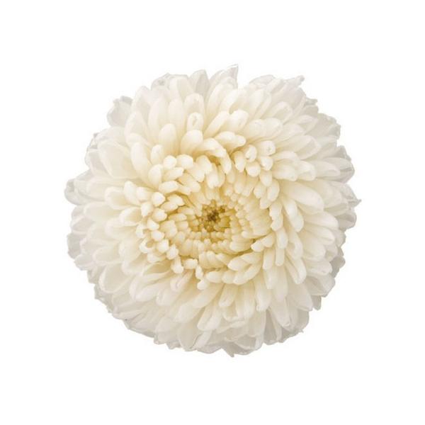 【商品番号：030-50334】/【VAR：8114】DASFL410-01/4543567541013/biridal_kikaku-25/psum-013/bk-0043/15pny-030/17love004/opk-2019/bk-...